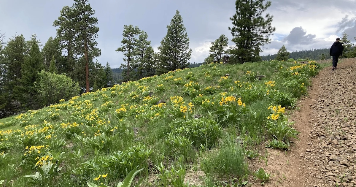 This Easy 4-Mile Trail In Idaho Is Covered In Wildflower Blooms In The ...