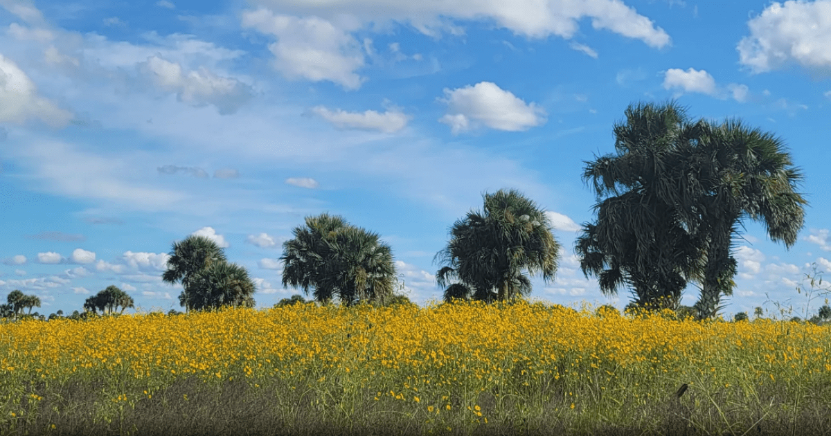 Best Spring Hike In Florida: Marl Bed Point Trail