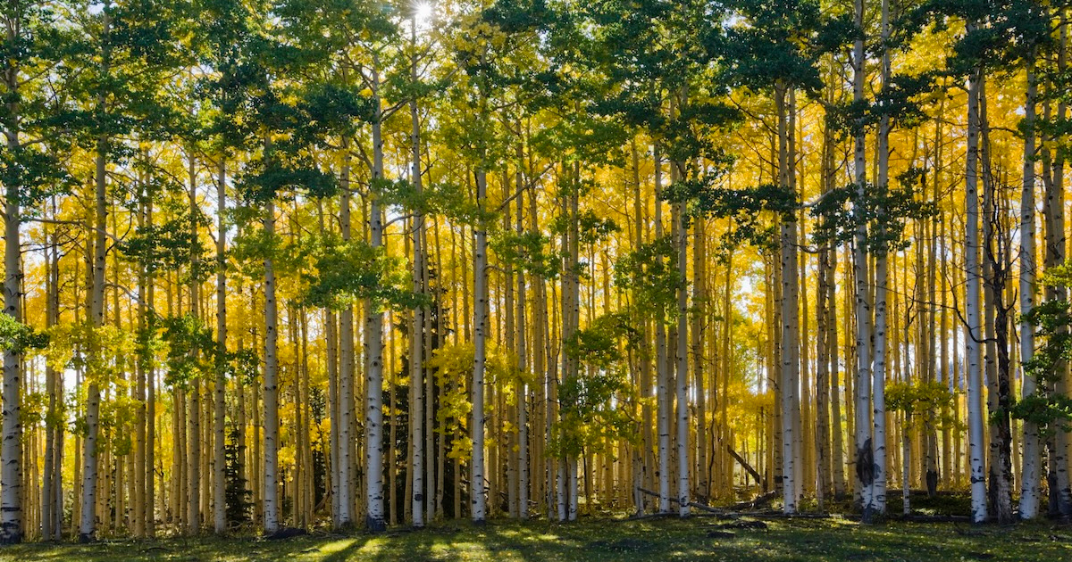 Did You Know About Utah's 6 National Forests?