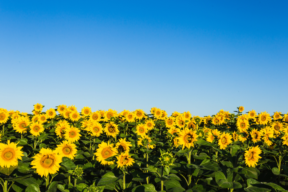 Sunflower Road Trip: Visit 5 Eye-Popping Sunflower Fields in Iowa