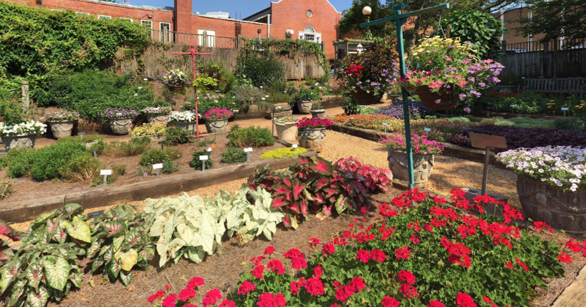 UGA Gardens Have Some Of The Prettiest Flowers In Athens, GA