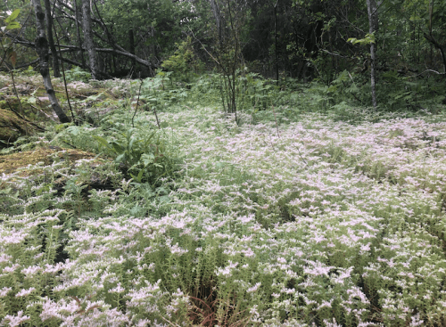 The 15 Best Things To Do In Alabama In Spring