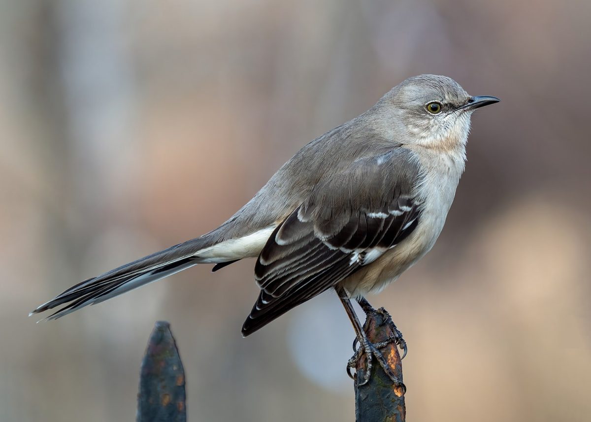 Discover the Northern Mockingbird: Texas' State Bird
