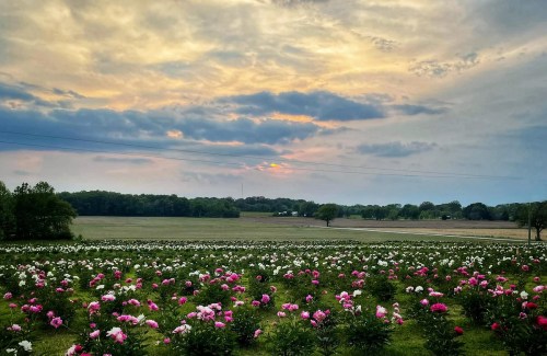See Spring Flowers In Illinois On This Breathtaking Road Trip