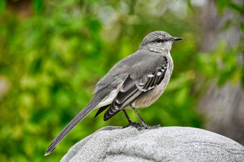 Mockingbirds in Mississippi: A State Bird With A Voice