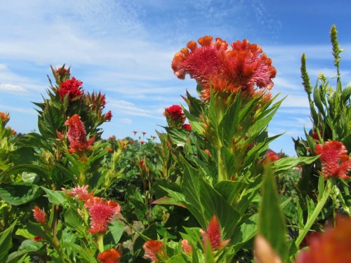 See Gorgeous Flowers In Maine On This Springtime Road Trip