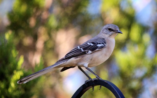 Mockingbirds in Mississippi: A State Bird With A Voice