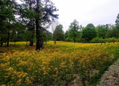 See The Best Wildflowers In Kentucky On This Flower Road Trip