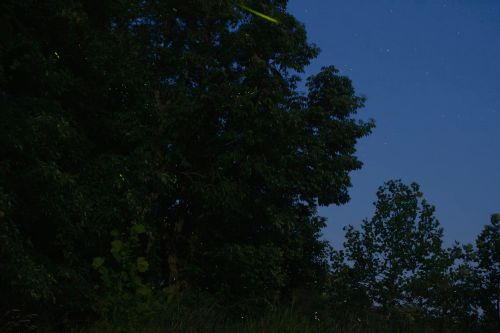 Summer Katydids Are The Most Ohio Sound You'll Ever Hear