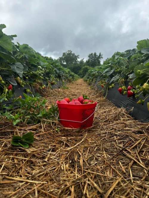Chesterfield Berry Farm In Virginia: Strawberry Season