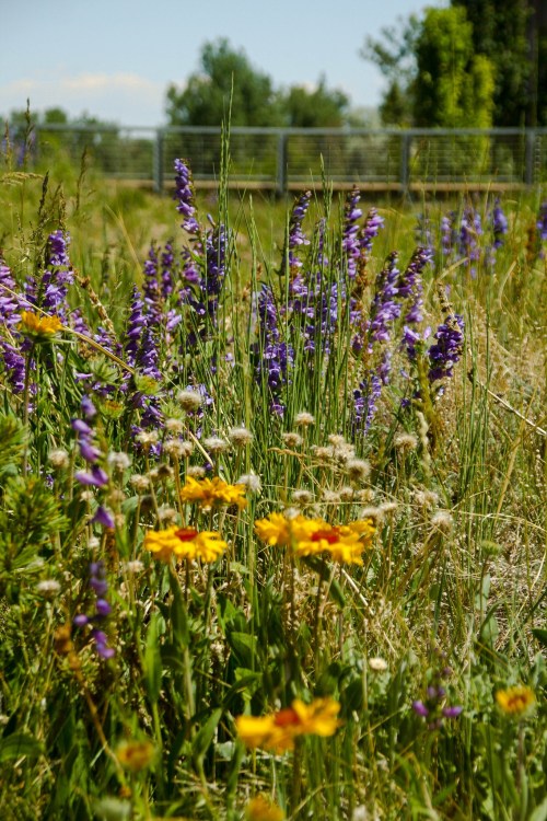 The Incredible Cross-State Wildflower Road Trip Through Wyoming