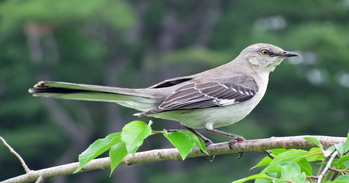 Mockingbirds in Mississippi: A State Bird With A Voice