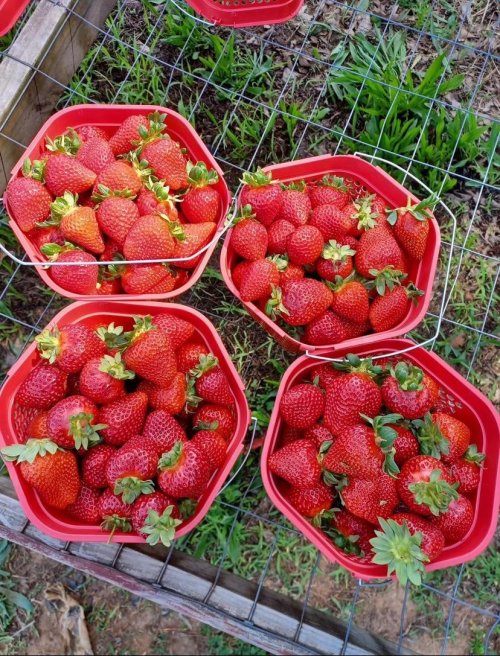 Chesterfield Berry Farm In Virginia: Strawberry Season