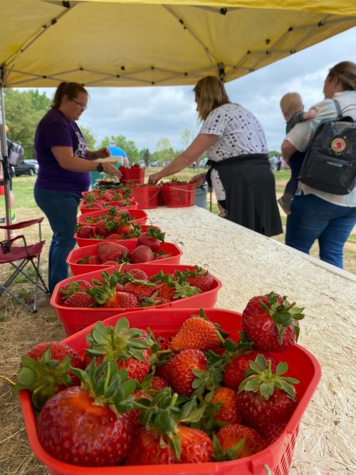 Chesterfield Berry Farm In Virginia: Strawberry Season