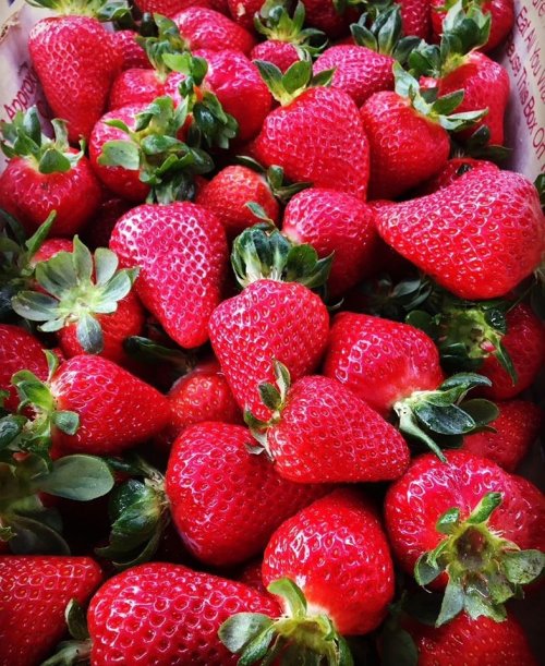 Chesterfield Berry Farm In Virginia: Strawberry Season