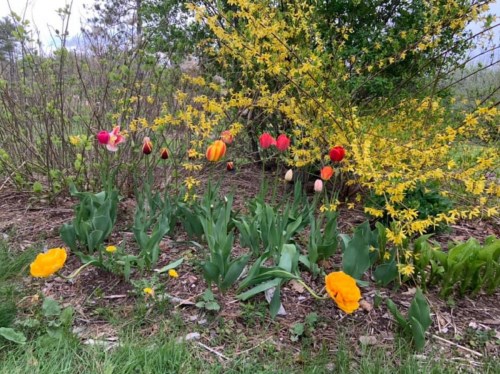 See Gorgeous Flowers In Maine On This Springtime Road Trip