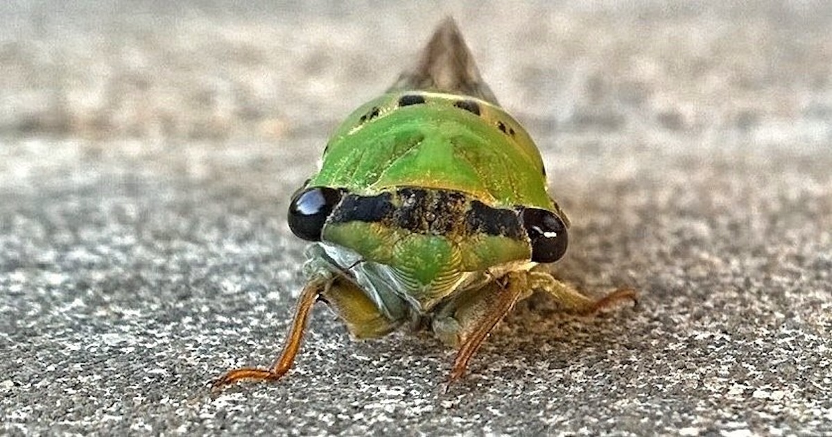 Cicadas Have The Most Oklahoma Sound You'll Ever Hear