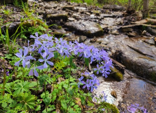 See The Best Wildflowers In Kentucky On This Flower Road Trip