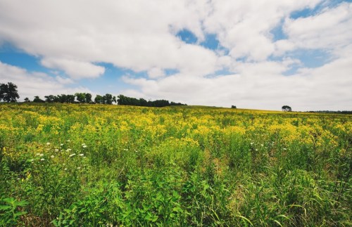 See The Best Wildflowers In Kentucky On This Flower Road Trip