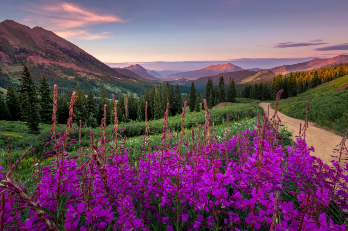 The Incredible Flower Road Trip Through Colorado Is the Ultimate Spring ...