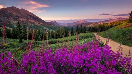 The Incredible Flower Road Trip Through Colorado Is the Ultimate Spring ...
