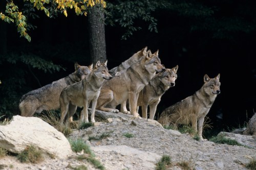 Wolves Make A Comeback In Oregon