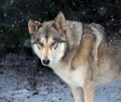 Wolves Make A Comeback In Oregon