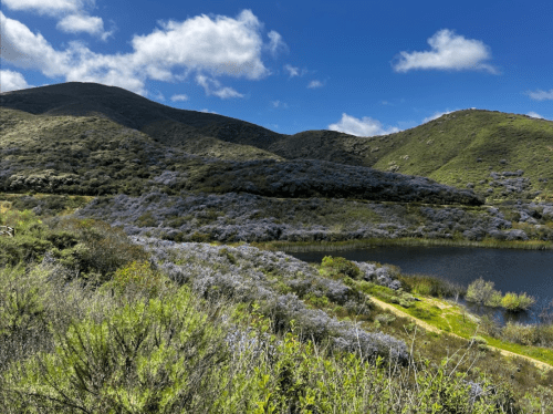 This Spring Flower Hike In San Marcos, CA Surrounds You In Lilacs