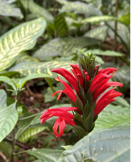 This Wildflower Trail In Hawaii Is Covered In Blooms In The Spring