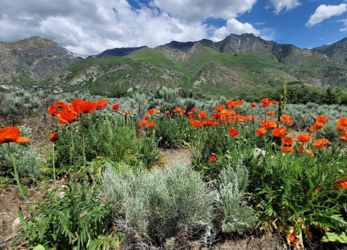 Flower Road Trip Through Utah: The Ultimate Spring Adventure