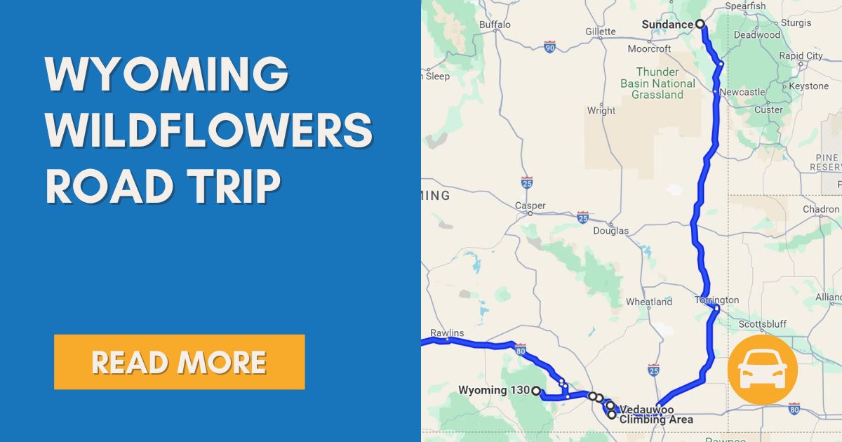 The Incredible Cross-State Wildflower Road Trip Through Wyoming