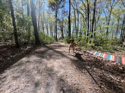 New Trail At Wheeler National Wildlife Refuge In Decatur, Alabama