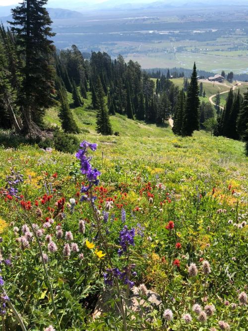 The Incredible Cross-State Wildflower Road Trip Through Wyoming
