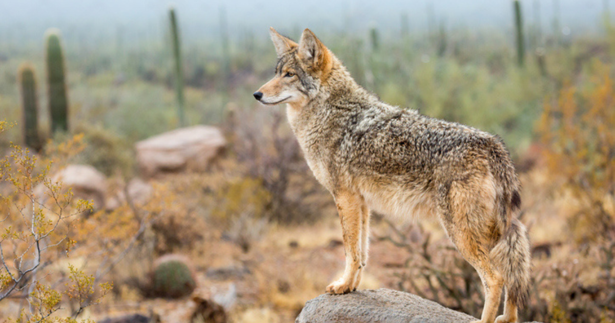 Coyotes: A Most Nostalgic Arizona Sound