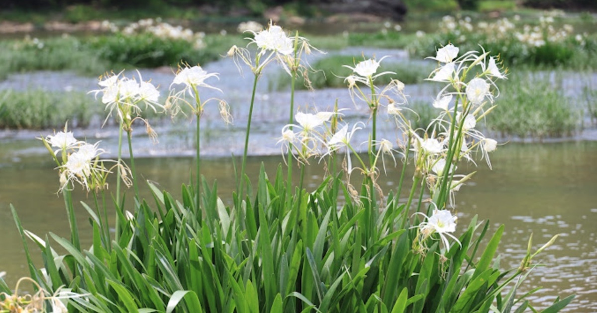 Follow The Flowers On This Spring Road Trip In Alabama