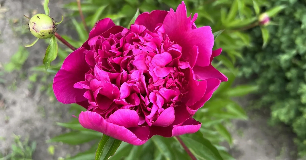 hio Flower Road Trip: Best Spring Stops