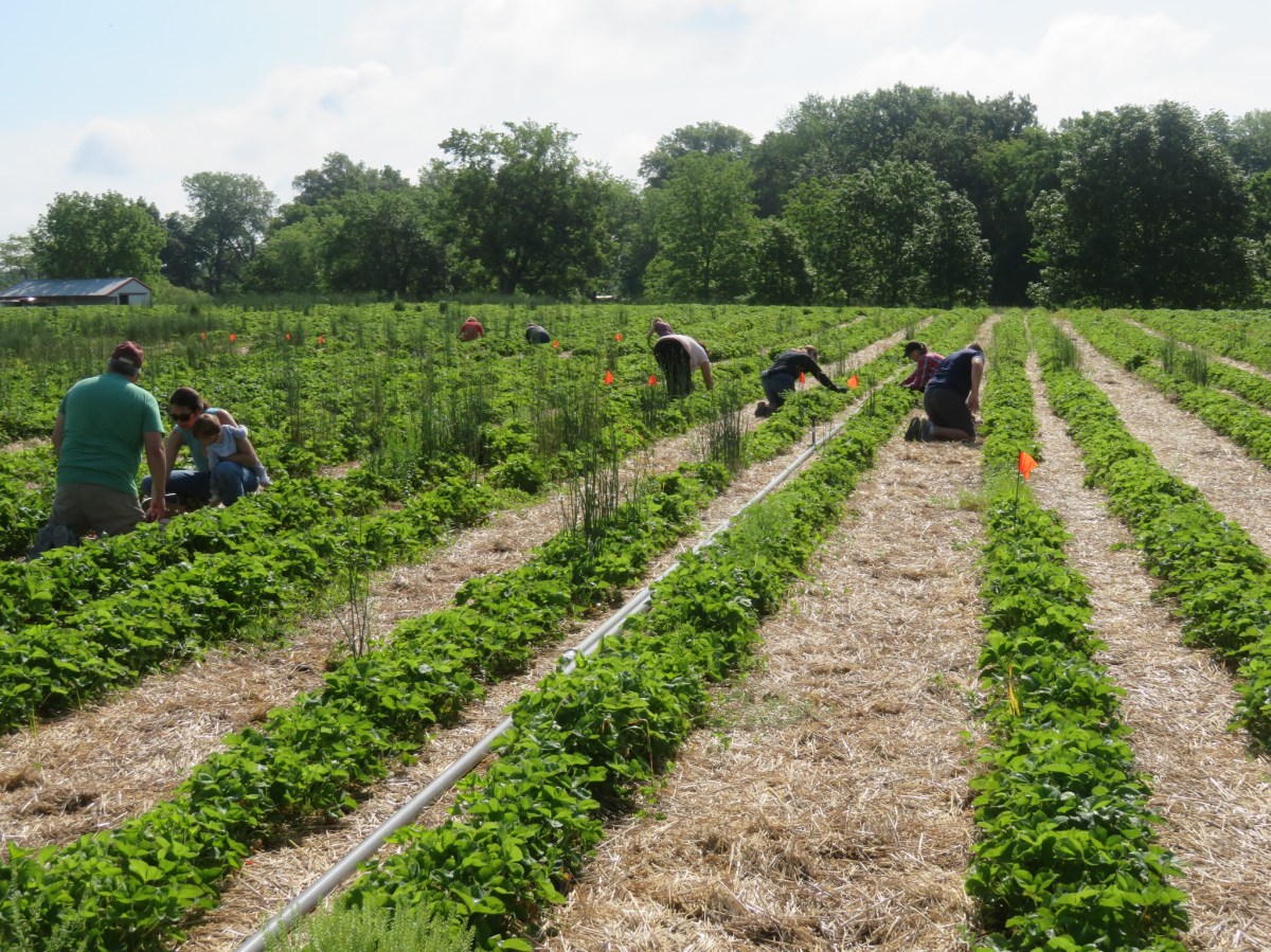 Where To Go Strawberry Picking in Taylorville, Illinois