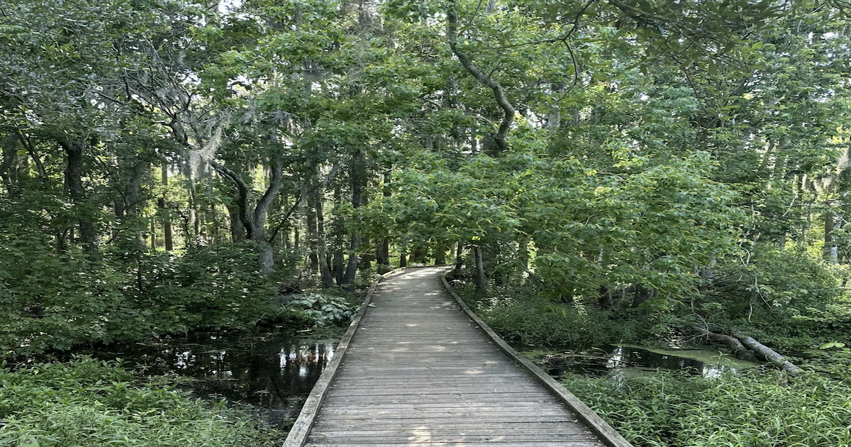 Explore Joyce Wildlife Management Area in Louisiana