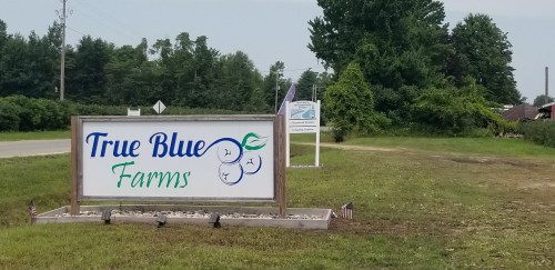 Pick Buckets of Berries At This Michigan Farm