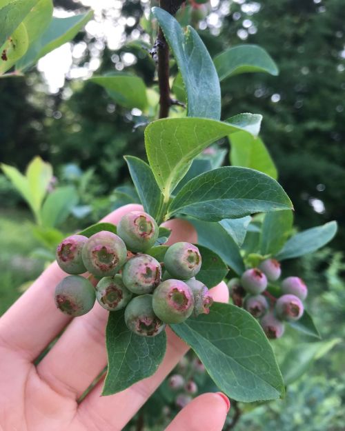 Erin's Farm: A Great Pick Your Own Berries Farm In Tennessee