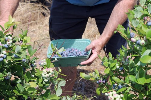 Pick Buckets Of Berries At Agape House Berry Farm In Oklahoma