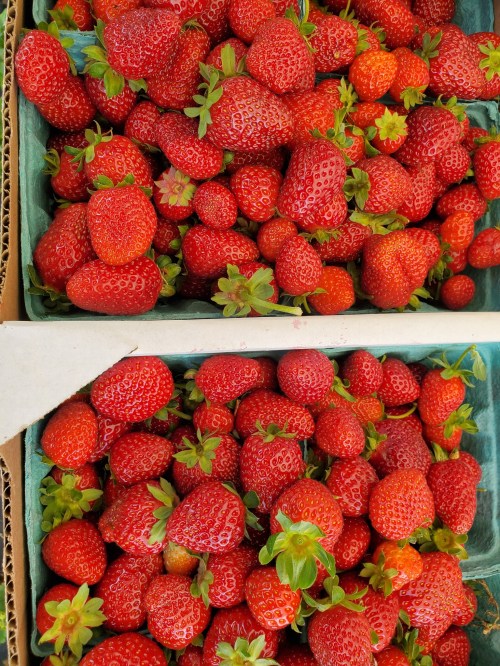 Deeply Rooted Farms: Strawberry Farm In Litchfield County, CT