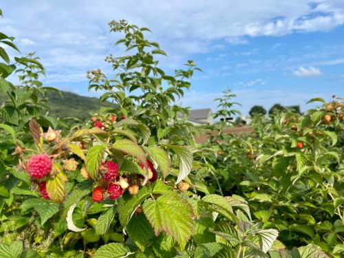Green Barn Berry Farm: Berry Picking In Muncy, Pennsylvania