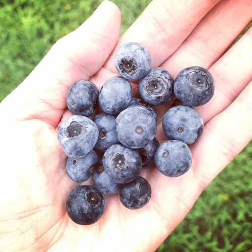 Erin's Farm: A Great Pick Your Own Berries Farm In Tennessee