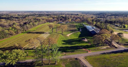 Check Out Landry Vineyards In Louisiana This Summer