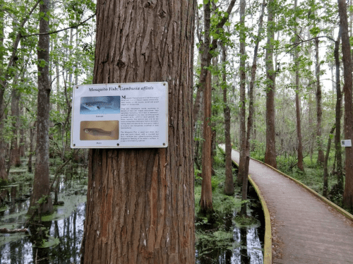 Explore Joyce Wildlife Management Area in Louisiana