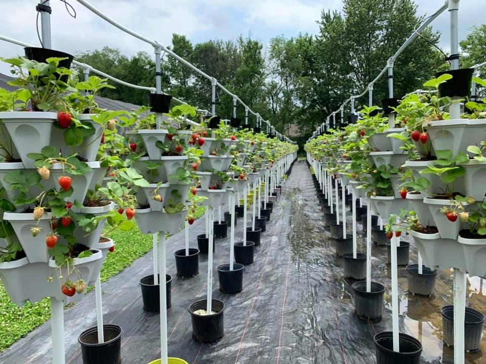 The Wondrous U-Pick Berry Farm In Indiana You'll Absolutely Adore