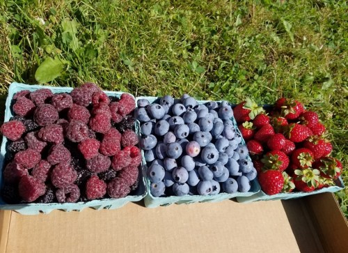 Come To This Berry Farm In Maine To Pick Buckets Of Berries