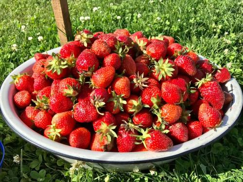 Green Barn Berry Farm: Berry Picking In Muncy, Pennsylvania