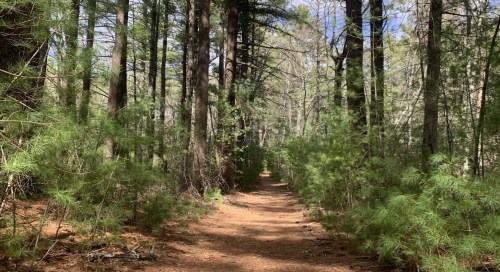 Forest Hike In Rhode Island
